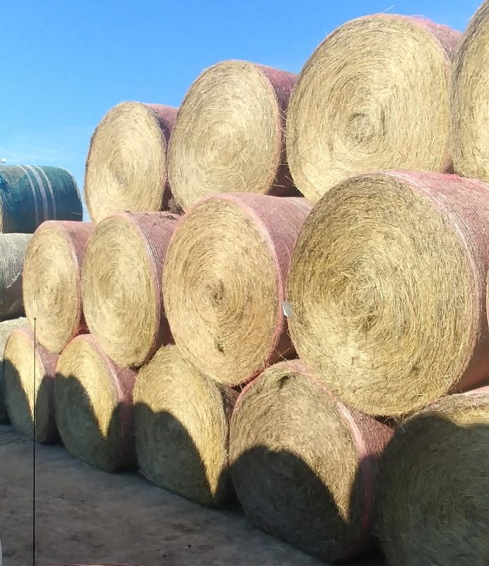 Contact Us | Hay, Bedding, Alfalfa, & Grass | Rock Valley Hay Auction
